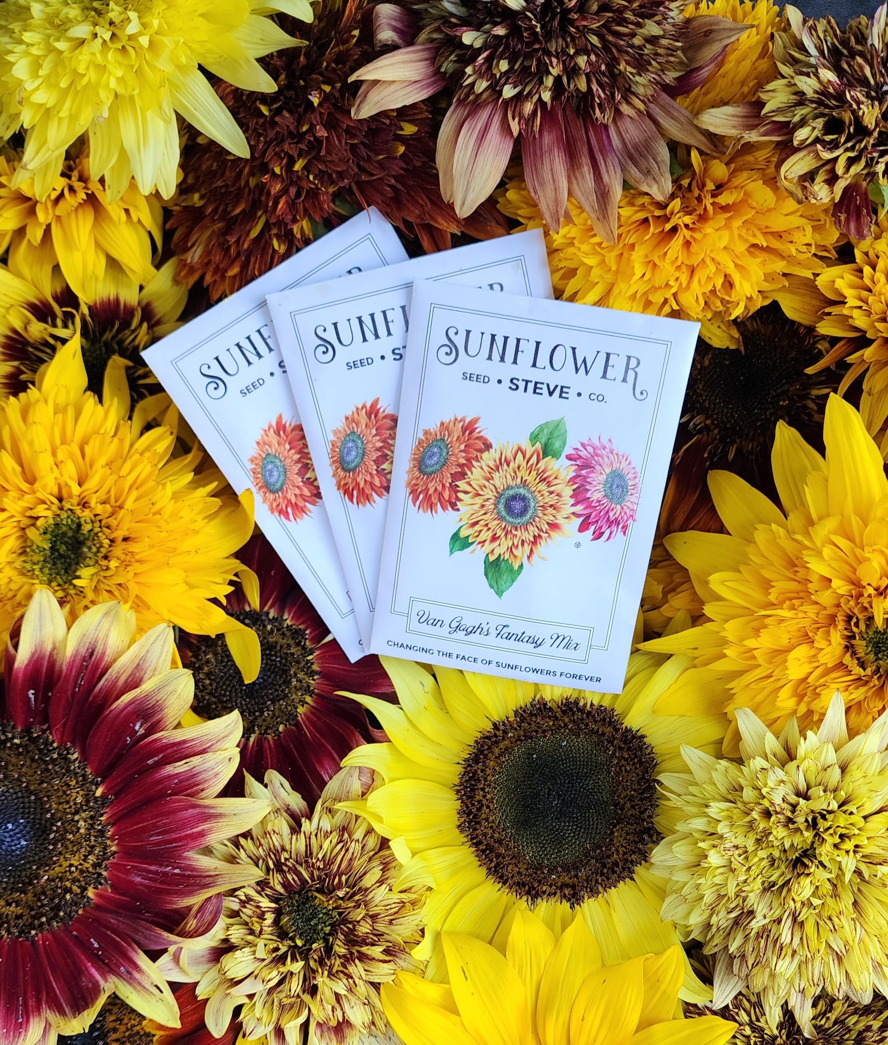 About – Sunflower Steve Seed Co.
