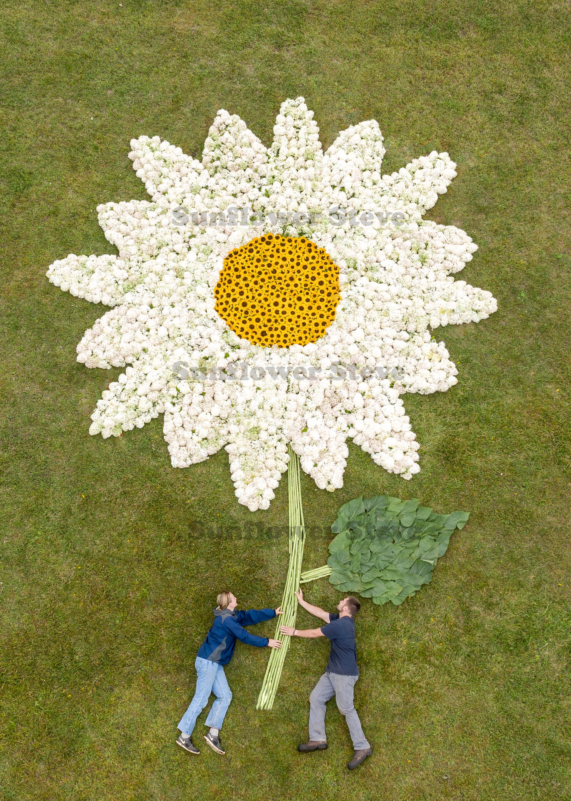 Sunflower Steve Seed Co.