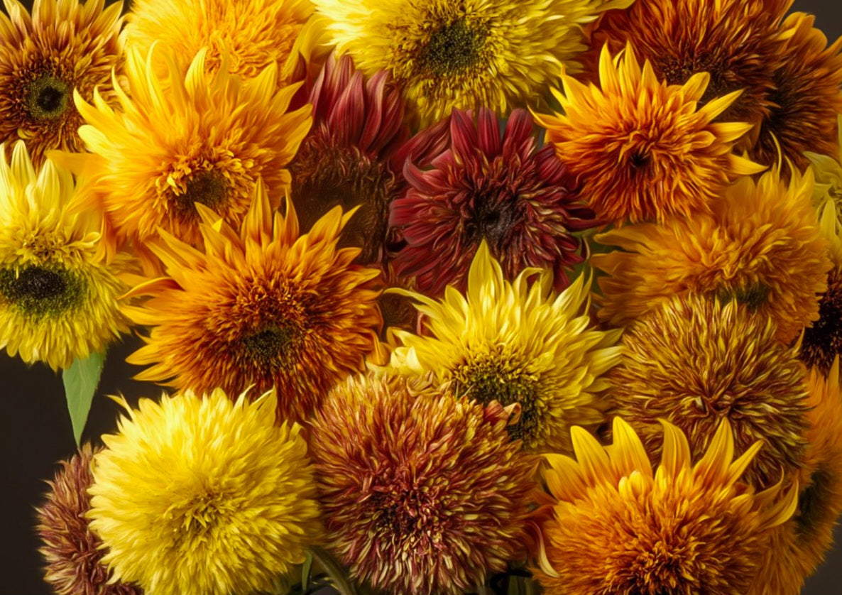 Sunflower Steve Seed Co Shop – Sunflower Steve Seed Co.