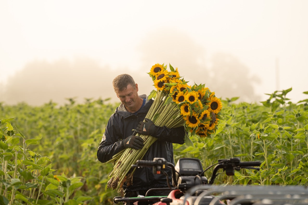 Sunflower Steve Seed Co.