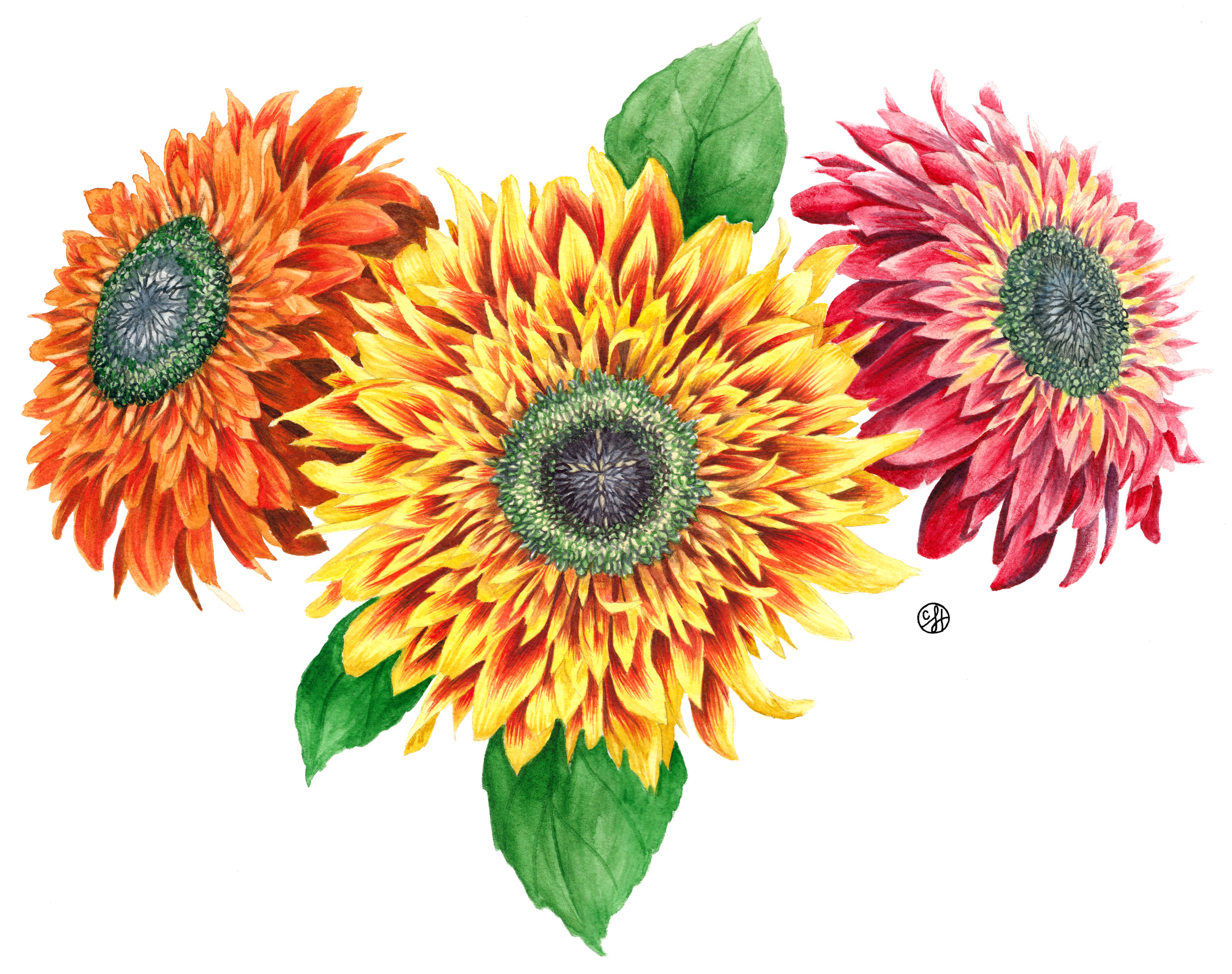 Van Gogh's Fantasy Mix – Sunflower Steve Seed Co.