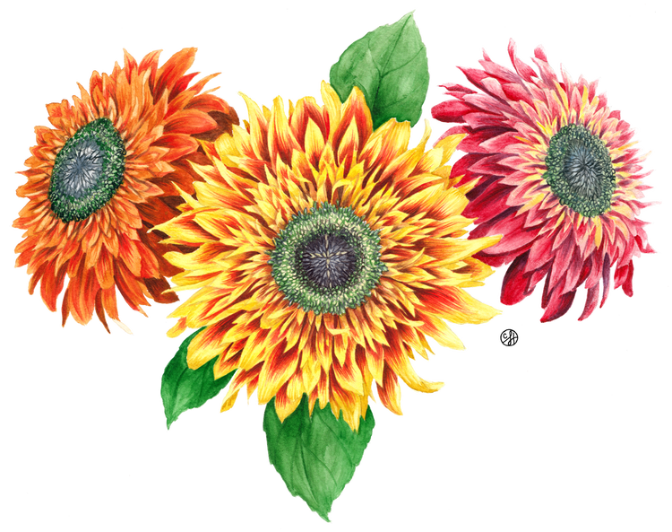 Lemon Drop Mix – Sunflower Steve Seed Co.
